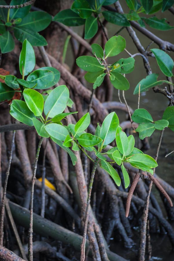 Mangles Fotos De Stock - Download 7,243 Fotos Libres de Derechos