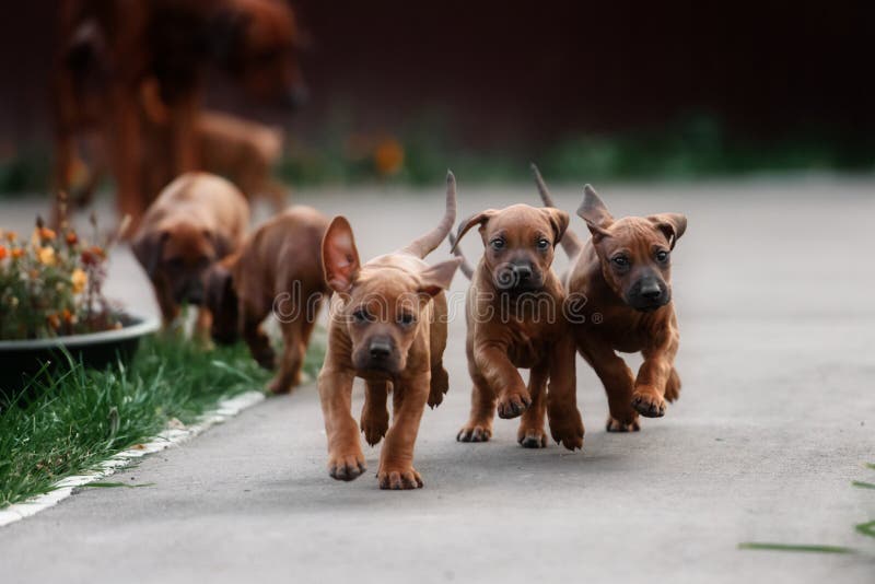Pequeños Perritos Adorables De Rhodesian Ridgeback Imagen de archivo ...