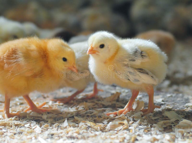 Pequeños pollos foto de archivo. Imagen de primer, mullido - 32348026