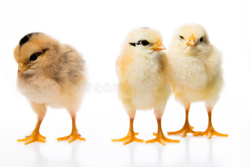 3 pequeños pollos imagen de archivo. Imagen de animal - 61195289