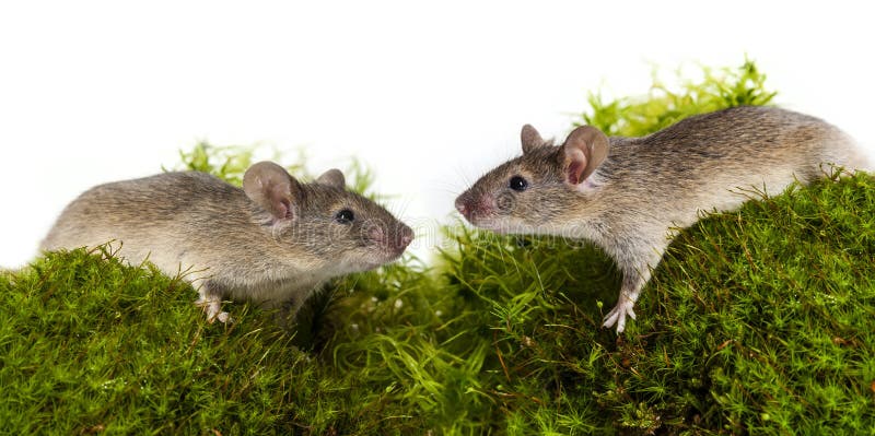 Pequeño ratón lindo foto de archivo. Imagen de ratón - 33226532