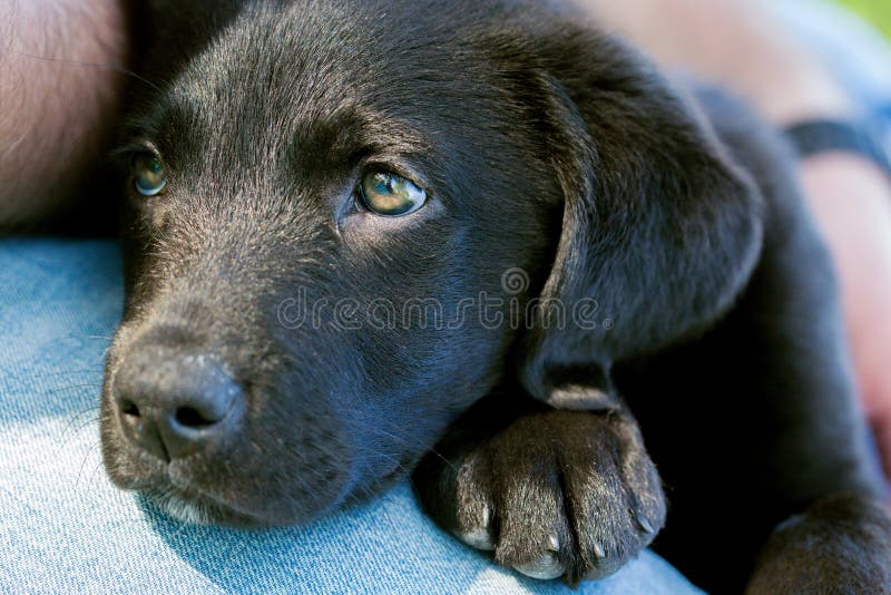 Pequeño perrito negro imagen de archivo. Imagen de pena - 78577395