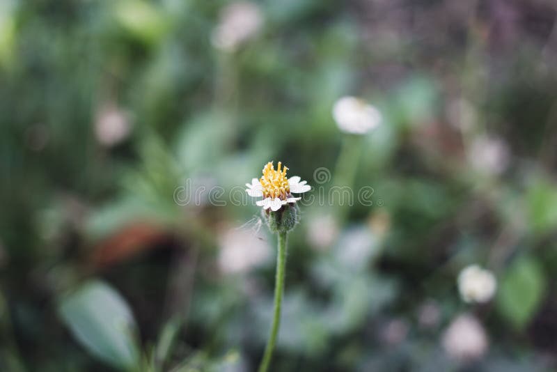 Fundo Abstrato De Florescência Do Papel De Parede Da Natureza Da Mola ...