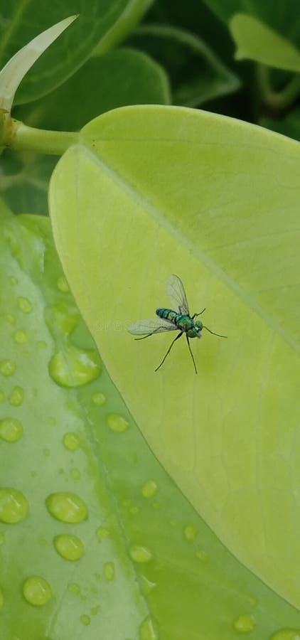 Pequenos Insetos Criados Em Plantas Verdes Imagem de Stock - Imagem de ...