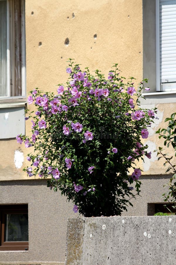Hibiscus Syriacus O Rose De Sharon Floridas Plantas Cultivadas Como