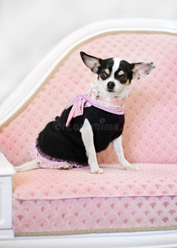 Pequeño Perro Del Encanto En El Sofá Foto de archivo - Imagen de color, longitud: 25558522