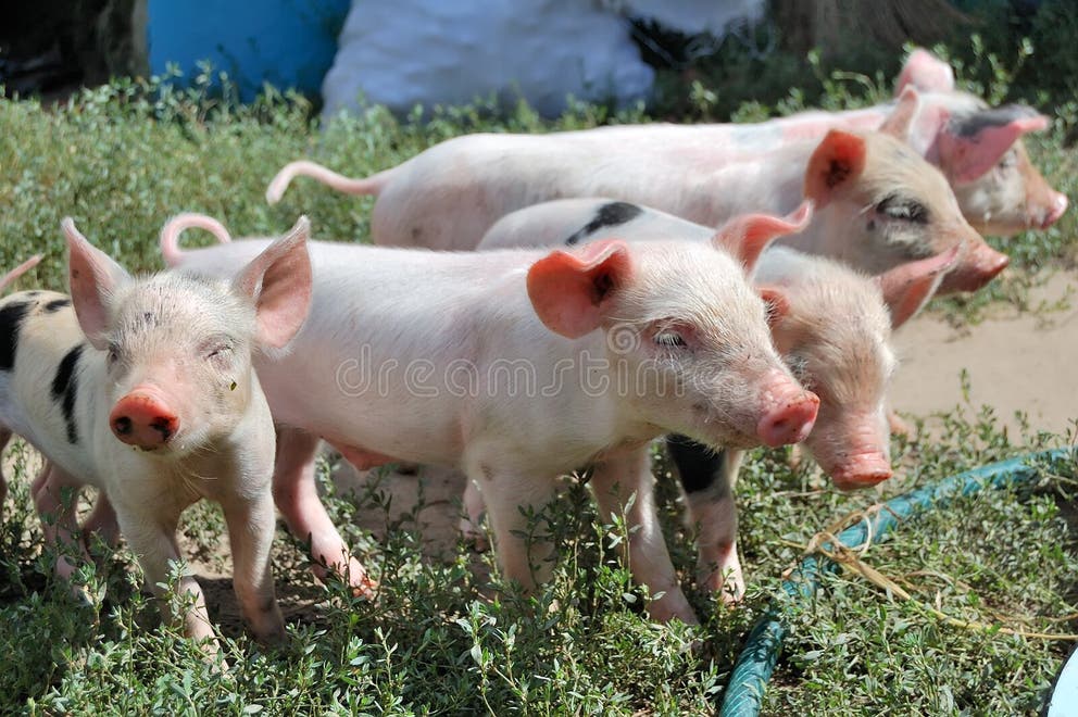 Cerditos imagen de archivo. Imagen de cerdo, doméstico - 15876327