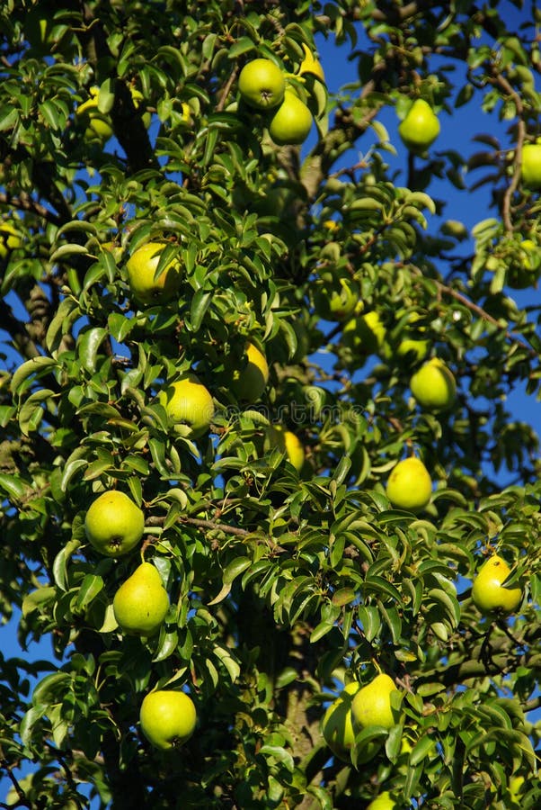 Pera 06 imagen de archivo. Imagen de cierre, verde, peras - 6121335
