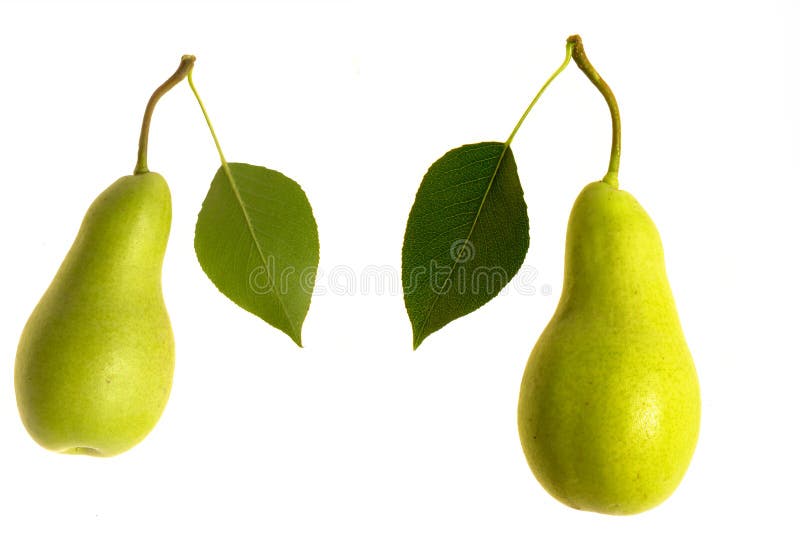 Pera fotografia stock. Immagine di vita, freschezza, estate - 11258810