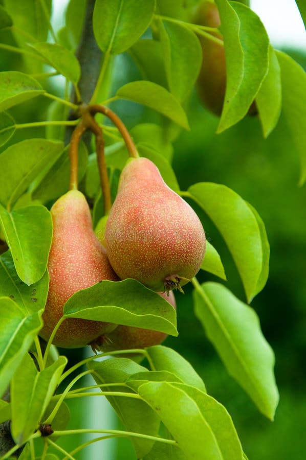 Pera foto de archivo. Imagen de hojas, salud, pera, fresco - 15095832