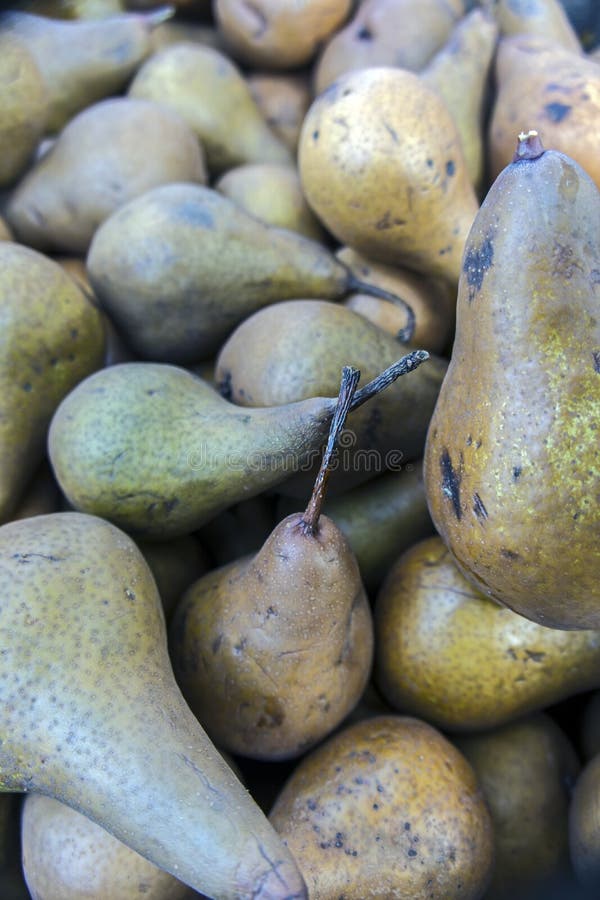 Pera de Bosc imagen de archivo. Imagen de europeo, fruta - 35486843