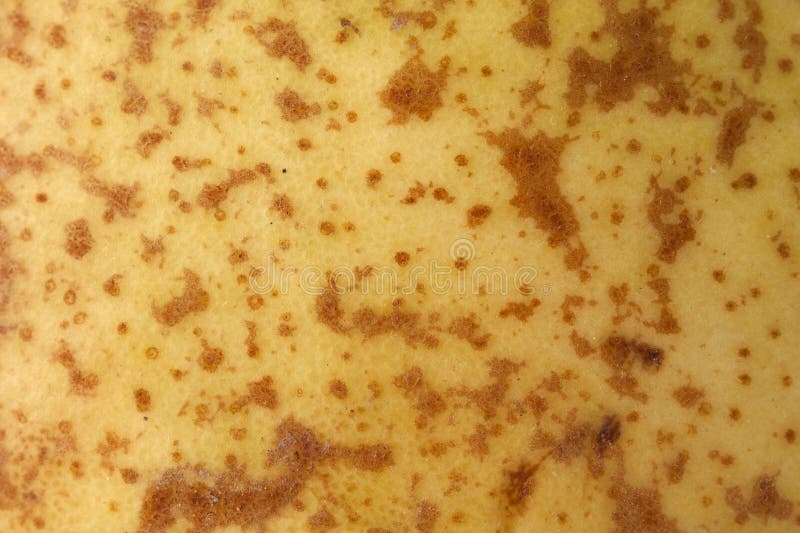 Pera de la textura imagen de archivo. Imagen de detalle - 21490805