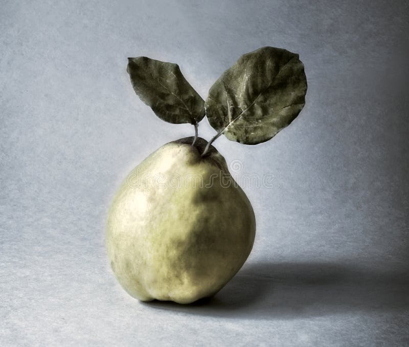 Pera do marmelo foto de stock. Imagem de folhas, ingrediente - 56776304