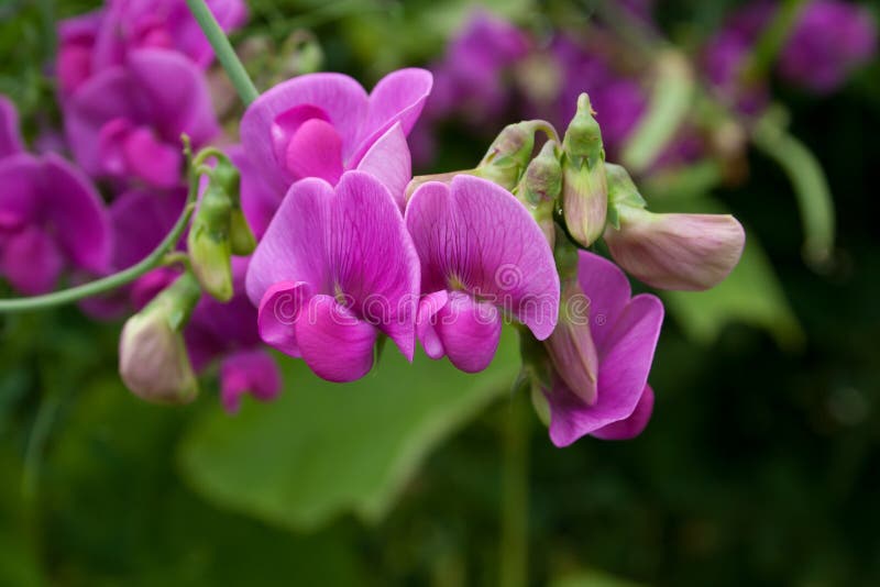 Pera dolce immagine stock. Immagine di verde, marrone - 27991579