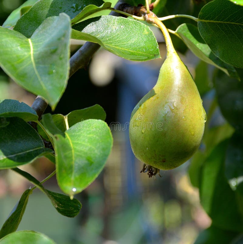 Pera Em Uma árvore De Pera Gotas Da água Foto de Stock - Imagem de ...