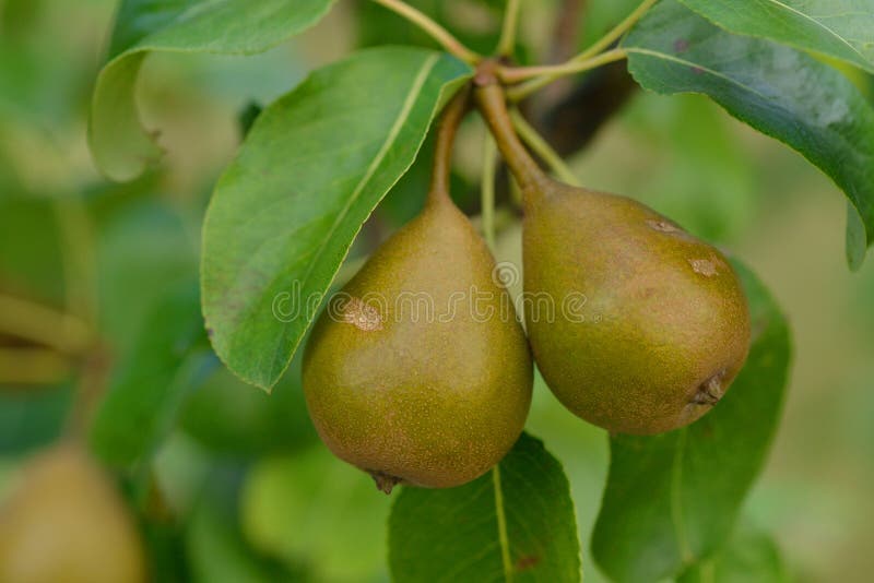 Pero Europeo, Pyrus Communis Immagine Stock - Immagine di sbocciare ...