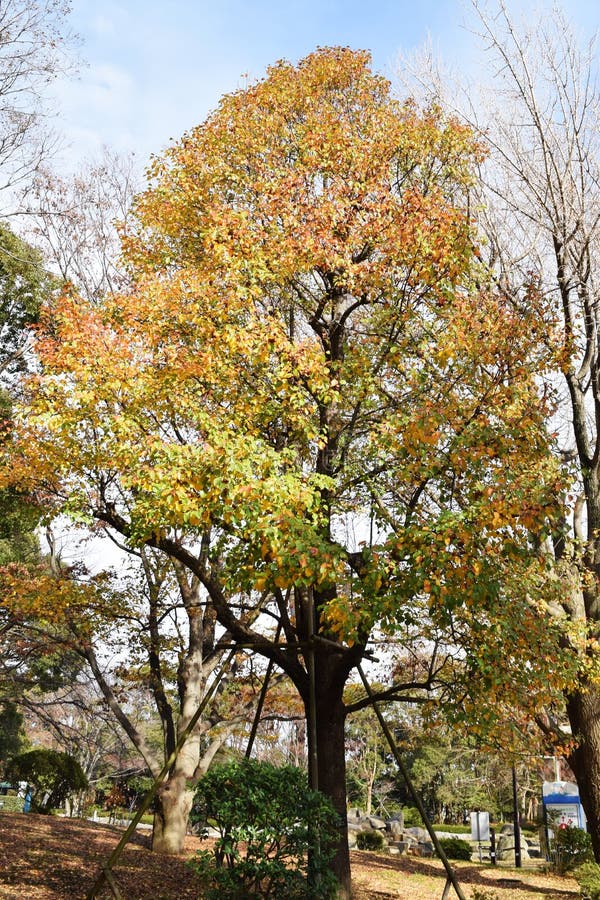 Pera japonesa salvaje imagen de archivo. Imagen de parque - 133826479