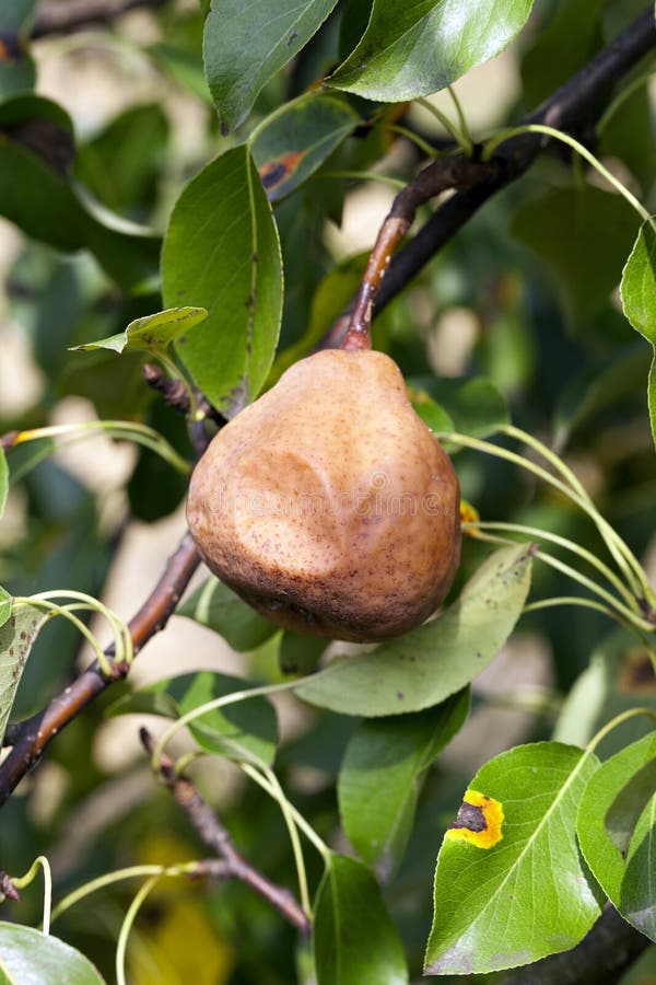 Pera marcia sull'albero fotografia stock. Immagine di colore - 80302438
