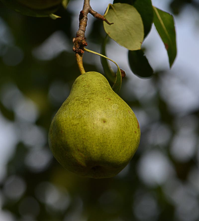 Pera que cresce na árvore imagem de stock. Imagem de orgânico - 32207245