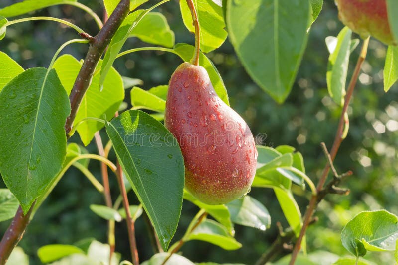 Pera Roja En Un árbol En Un Primer De La Huerta Foto de archivo ...