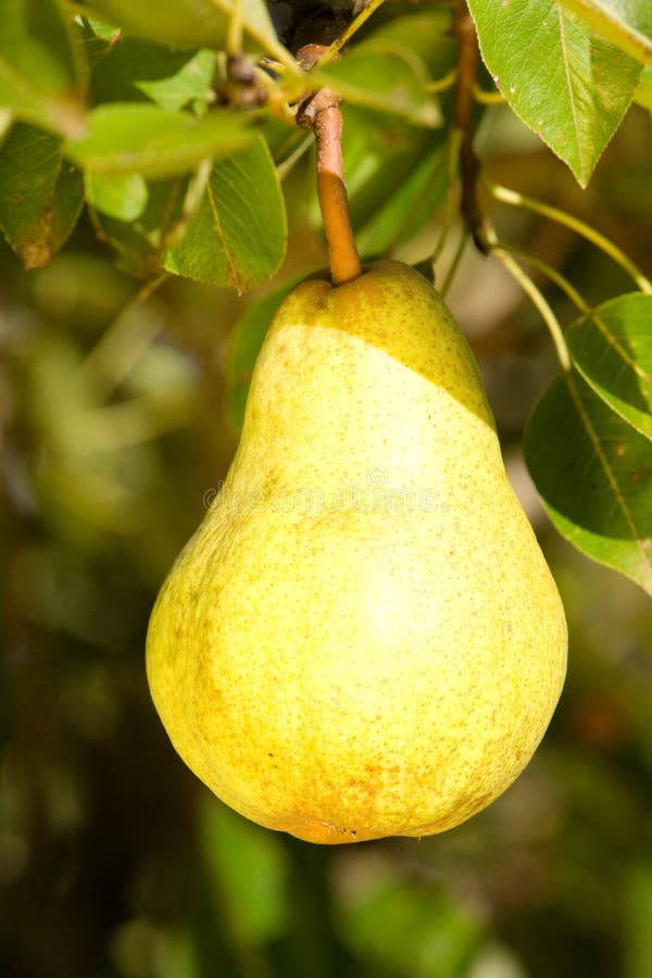 Pera di Nashi sull'albero fotografia stock. Immagine di giapponese ...