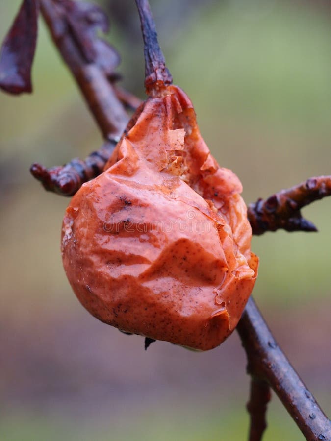 Pera velha imagem de stock. Imagem de marrom, velho, alimento - 36376677