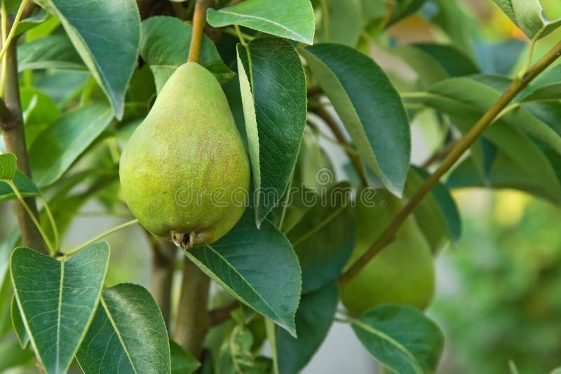 Pera verde in un albero immagine stock. Immagine di ecologico - 5676943