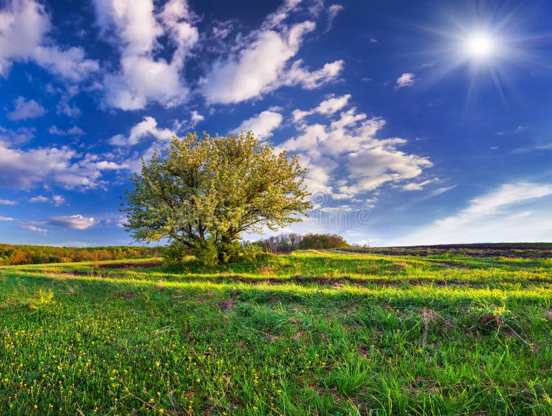 Peral Floreciente En Primavera Foto de archivo - Imagen de verde, hoja ...