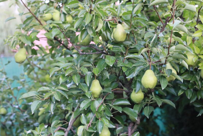 Ponga Verde Las Peras En árbol Foto de archivo - Imagen de cubo, fruta ...
