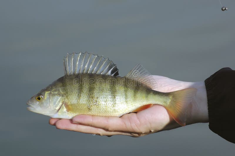 La perca imagen de archivo. Imagen de perca, deporte - 10231839
