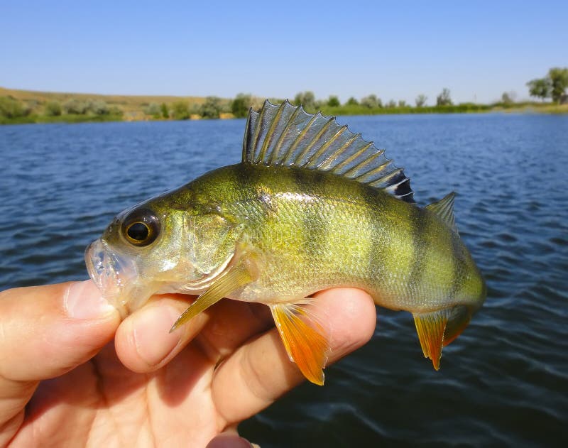 Perca imagen de archivo. Imagen de perca, fauna, hundimiento - 36935813