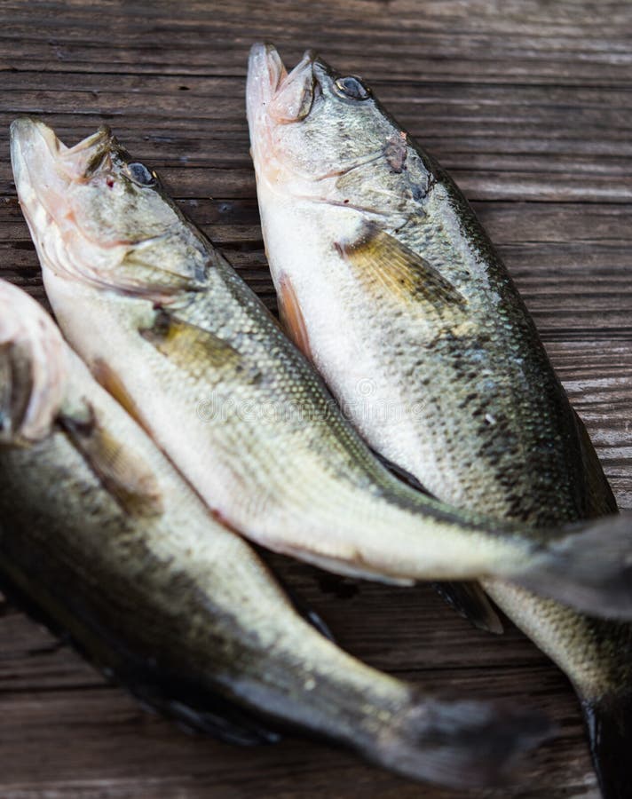 Perca Americana En Un Cuttingboard Gris Imagen de archivo - Imagen de ...