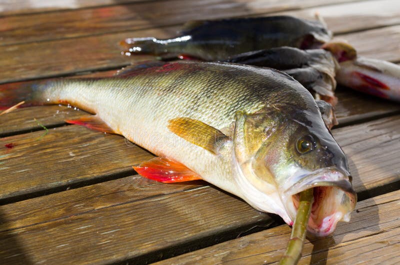 Perca de los pescados imagen de archivo. Imagen de pescados - 26225351