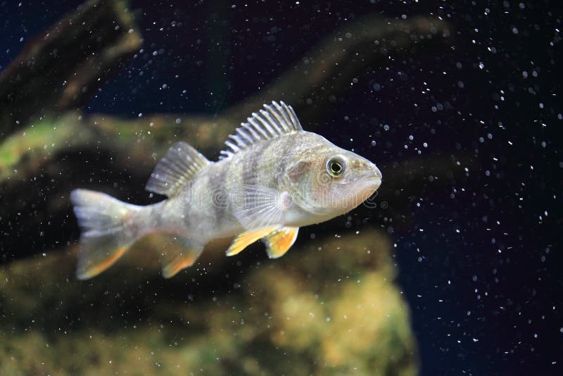 Perca europea imagen de archivo. Imagen de rapaz, agua - 46047457