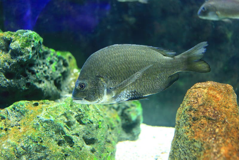 Moses Perch Fotos de stock - Fotos libres de regalías de Dreamstime