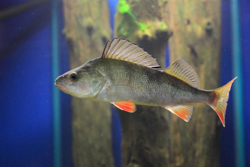 Perca europea imagen de archivo. Imagen de rapaz, agua - 46047457