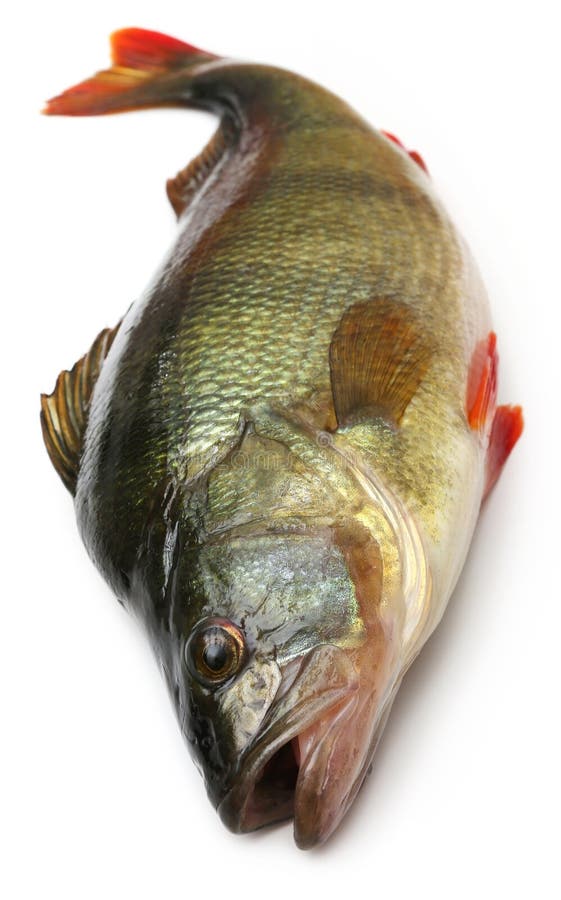Perca europea imagen de archivo. Imagen de animal, sabroso - 230610591