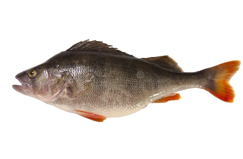 Percha Fresca Aislada Sobre Fondo Blanco Imagen de archivo - Imagen de ...