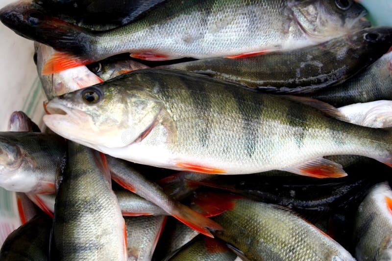 Percas imagen de archivo. Imagen de perca, divertido, coldblooded - 8495475