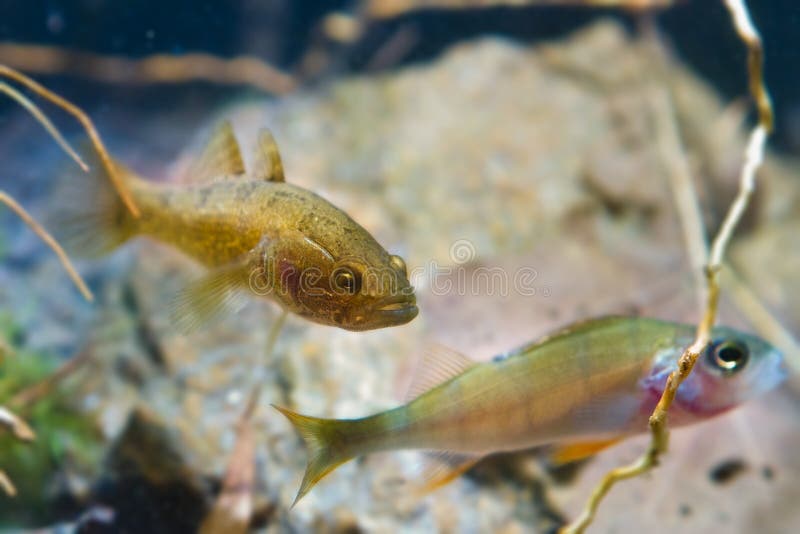 Perca Fluviatilis, Perca, Pesce Predatore D'acqua Dolce in Acquario Del ...