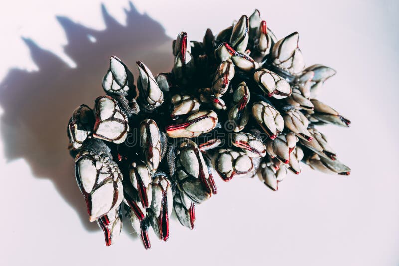 Percebes or Goose Barnacles or Gooseneck Barnacles Shell Fish Seafood ...