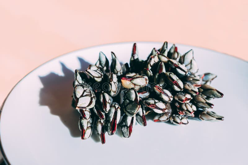 Percebes or Goose Barnacles or Gooseneck Barnacles Shell Fish Seafood ...
