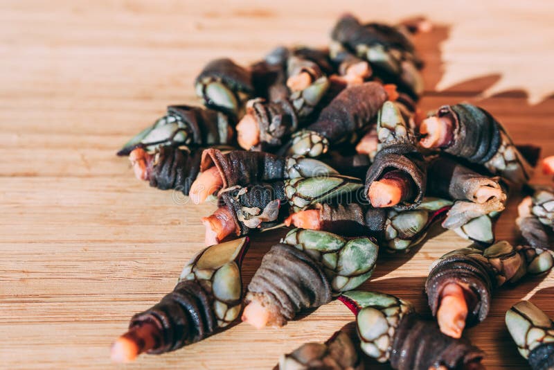Percebes or Goose Barnacles or Gooseneck Barnacles Shell Fish Seafood ...