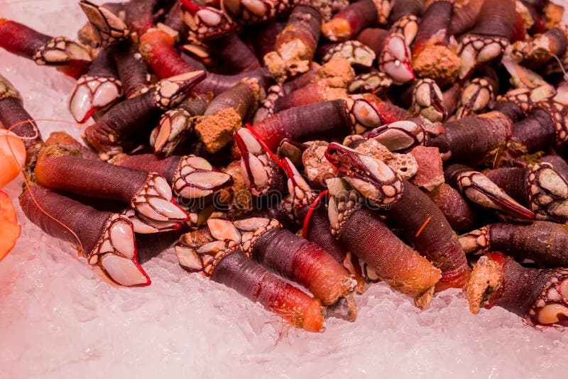 Percebes Goose Barnacles Rare Unusual Seafood on Display Stock Photo ...