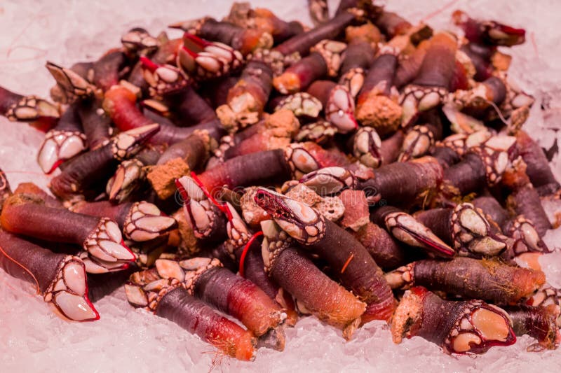 Barnacles Rare Unusual Seafood Stock Photos - Free & Royalty-Free Stock ...