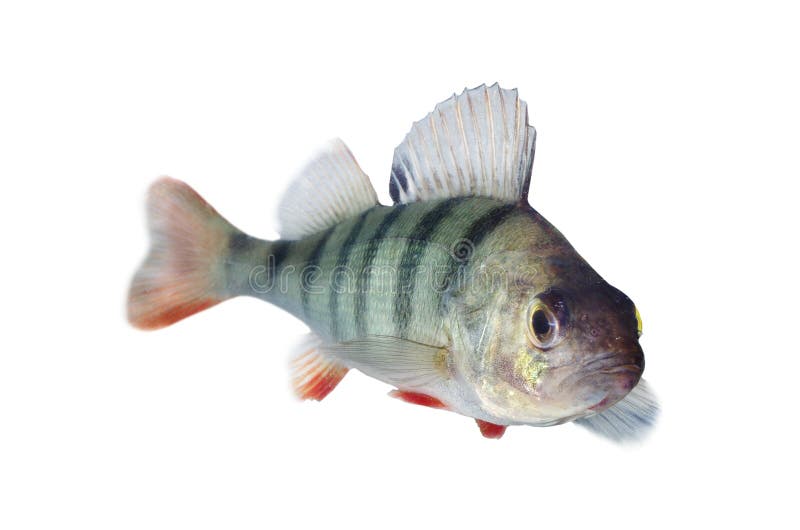 European Perch (Perca Fluviatilis L. ) Stock Photo - Image of striped ...