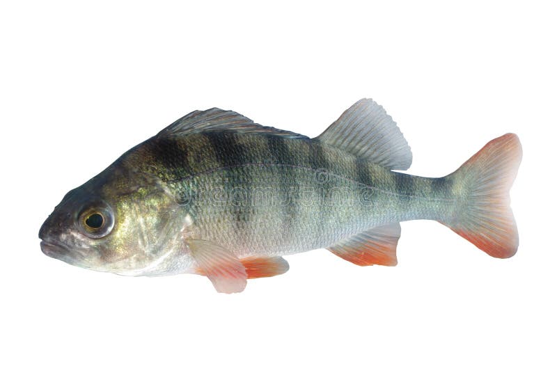 Perch stock image. Image of basse, perch, animal, climate - 10202243