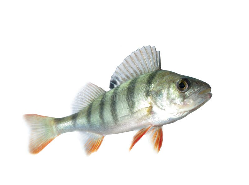 Perch stock photo. Image of nature, white, fins, striped - 12459884