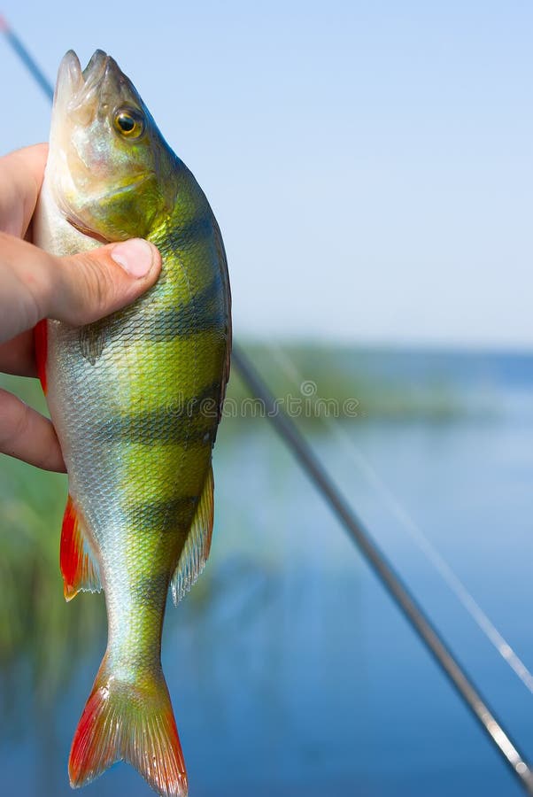 Freshwater perch fishing stock image. Image of fishing - 28254455