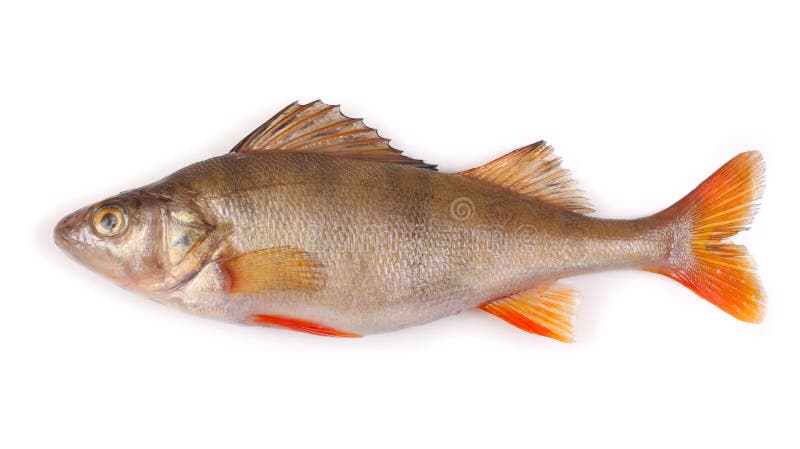 Yellow Perch Isolated stock photo. Image of white, lake - 34118294